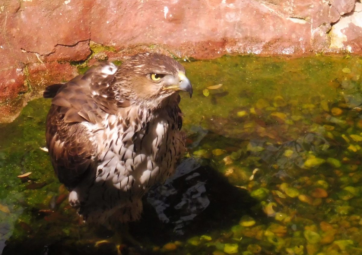 Conoce la evolución del programa educativo del AQUILA a-LIFE – GREFA ...