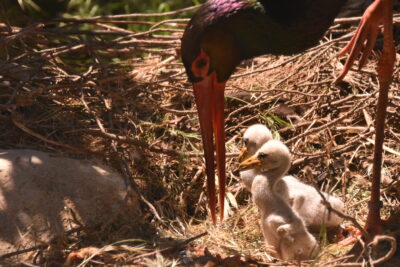 GREFA Educación – Naturaleza Viva