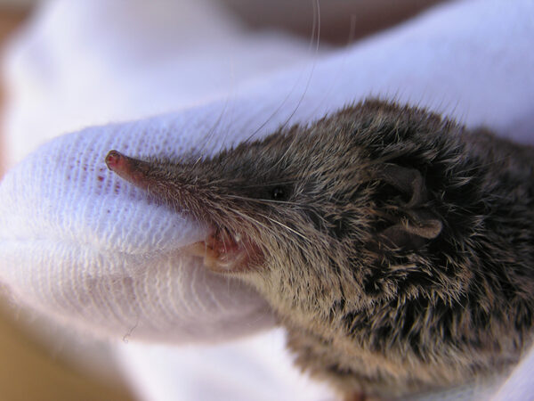 La “Musaraña Canaria” un tesoro natural en peligro. – GREFA Educación