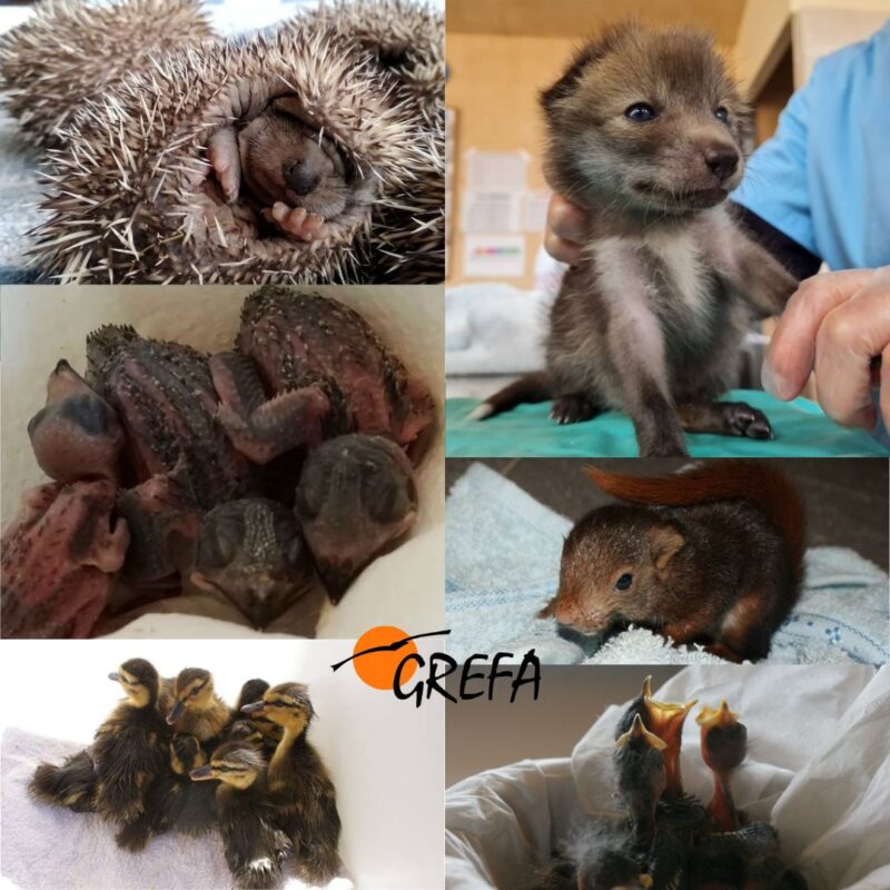 GREFA Educación – Naturaleza Viva